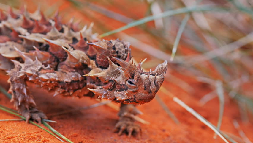Close Up Of A Spiky Australian Thorny Devil Lizard Stock Footage Video ...