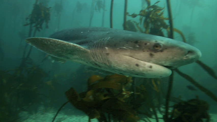 Seven Gill Cow Shark Swimming Through Kelp Forest In Cape Town, South ...