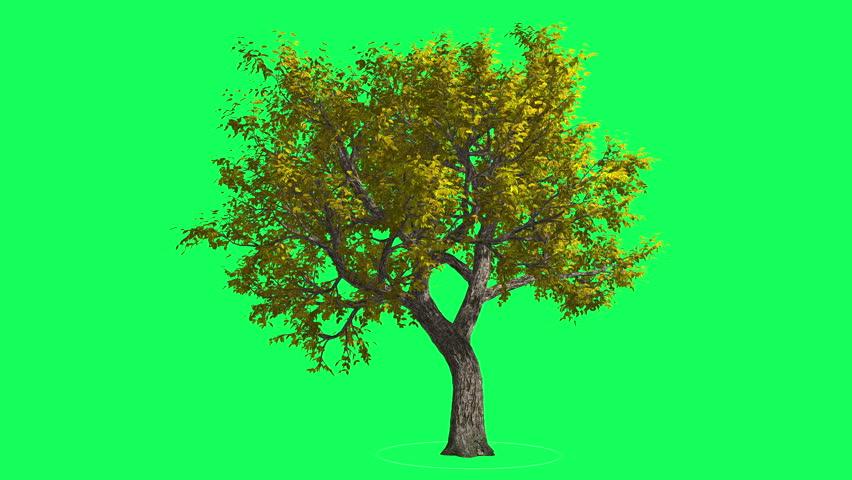 European Beech, Chromakey, Tree, Chroma Key, Alfa, Alfa Channel, Green ...