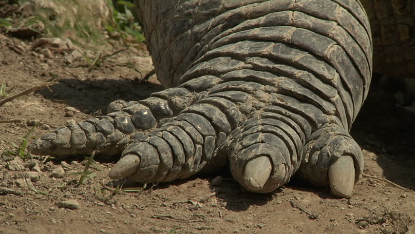 Alligator Claws Stock Footage Video 1376434 - Shutterstock