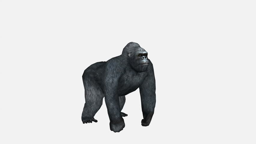 Chimp & Chimpanzee Howl Roaring,Endangered Wild Monkey Animal ...