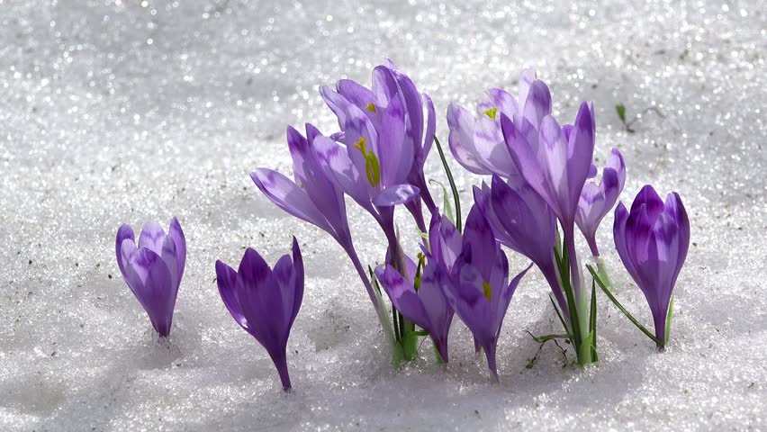 Purple Spring Crocus Flower. Beautiful Crocus (saffron) In The Spring ...