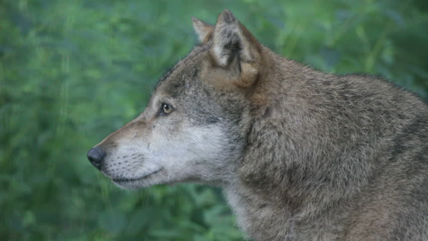 *wolf Looking Out, Turns Its Head And Walks Away Stock Footage Video ...