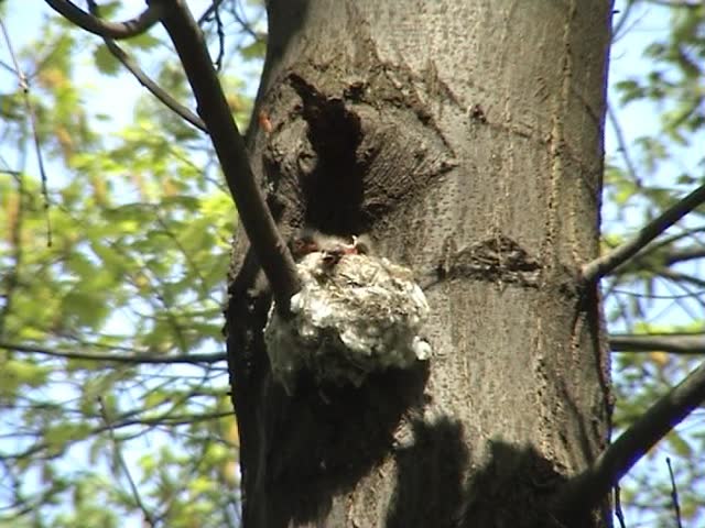 Briar Tree