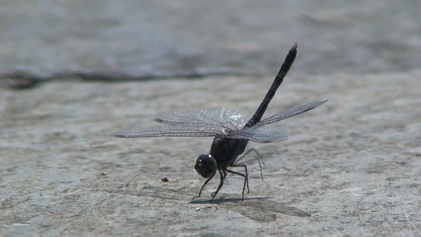Dragonflies Are Some Of The Fastest Insects In The World. Stock Footage ...