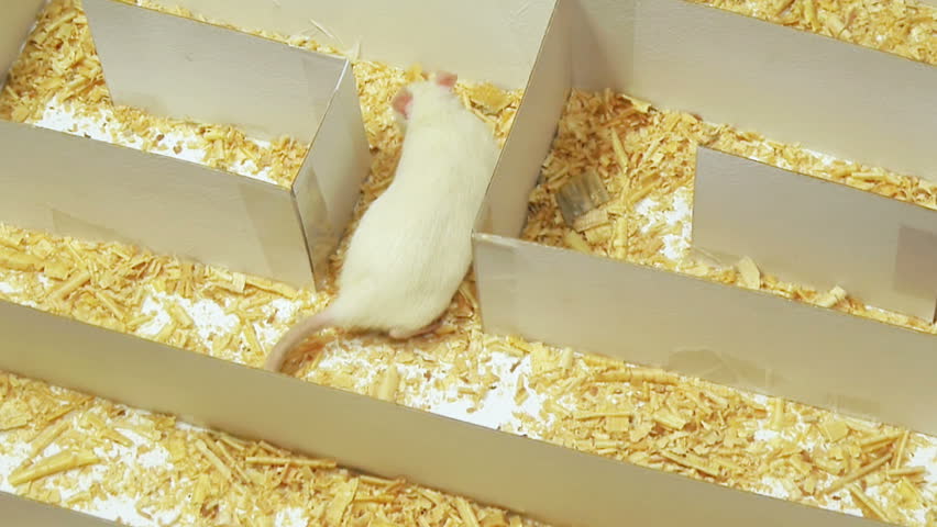 Hairless Rat Inside Maze (HD). A Rat Maze Built For This Shoot Shows A ...