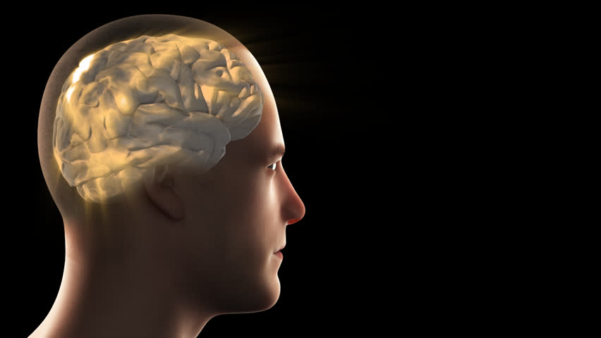 Full 360 View Of The Glowing Human Brain Through A Translucent Skull Of ...