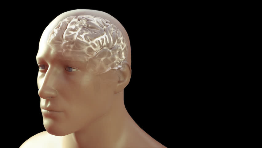 Full 360 View Of The Glowing Human Brain Through A Translucent Skull Of ...
