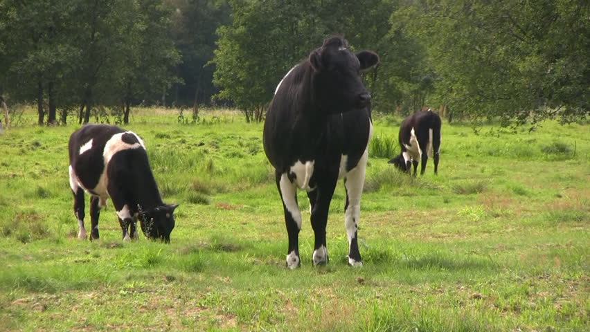 Stallion Covering A Mare In Herd. Semi-wild Herds Of Koniks Can Be Seen ...