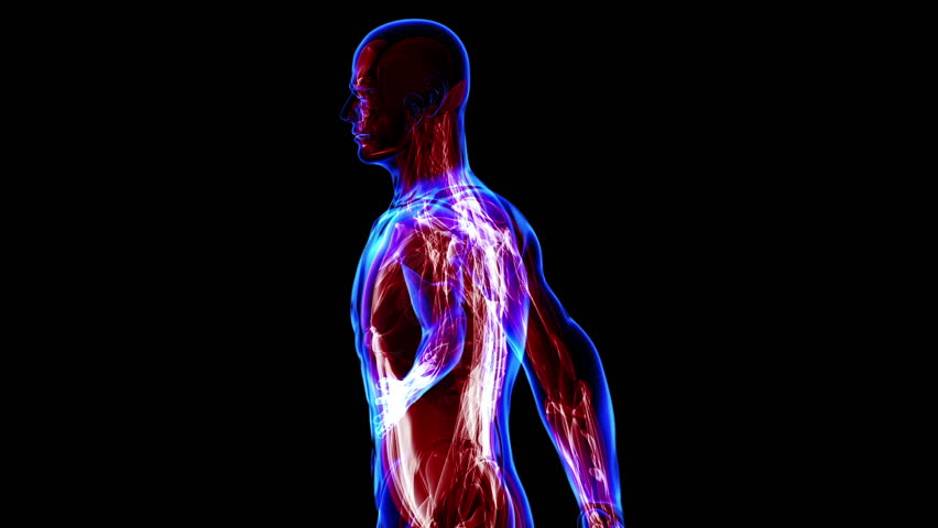 All Human Body Systems. Transition Body - Lymphatic System - Body. Loop ...