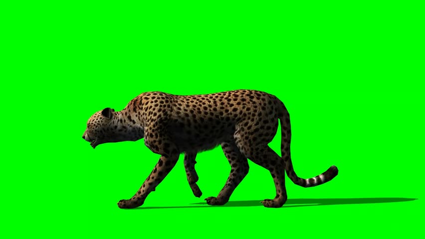 Cheetah Animal Walk Animal Green Screen Video Footage Stock Footage ...
