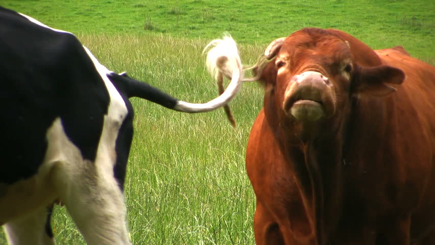 Bull And Cow In The Field Stock Footage Video 454714 - Shutterstock