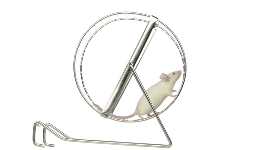 Rat On Exercise Wheel (HD). White Lab Rat Gets Some Exercise On A Metal ...