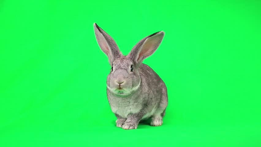 Easter Bunny On White Background Stock Footage Video 4706474 - Shutterstock