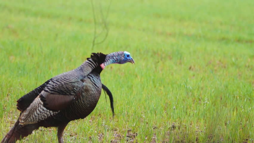 Wild Turkey (Meleagris Gallopavo) Mature Male Gobbler Gobbling And ...